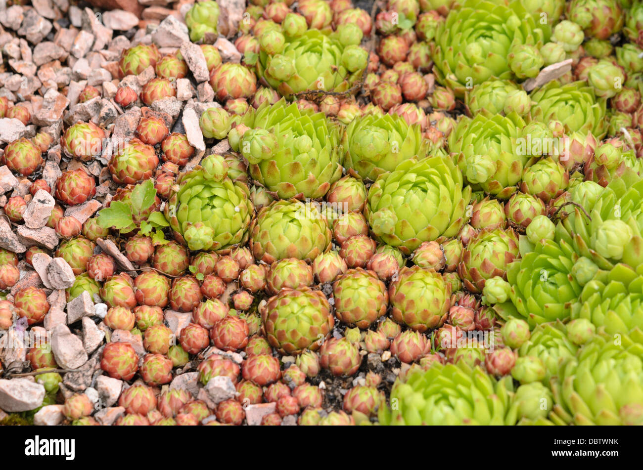 Sempervivum tectorum succulent hi-res stock photography and images - Alamy