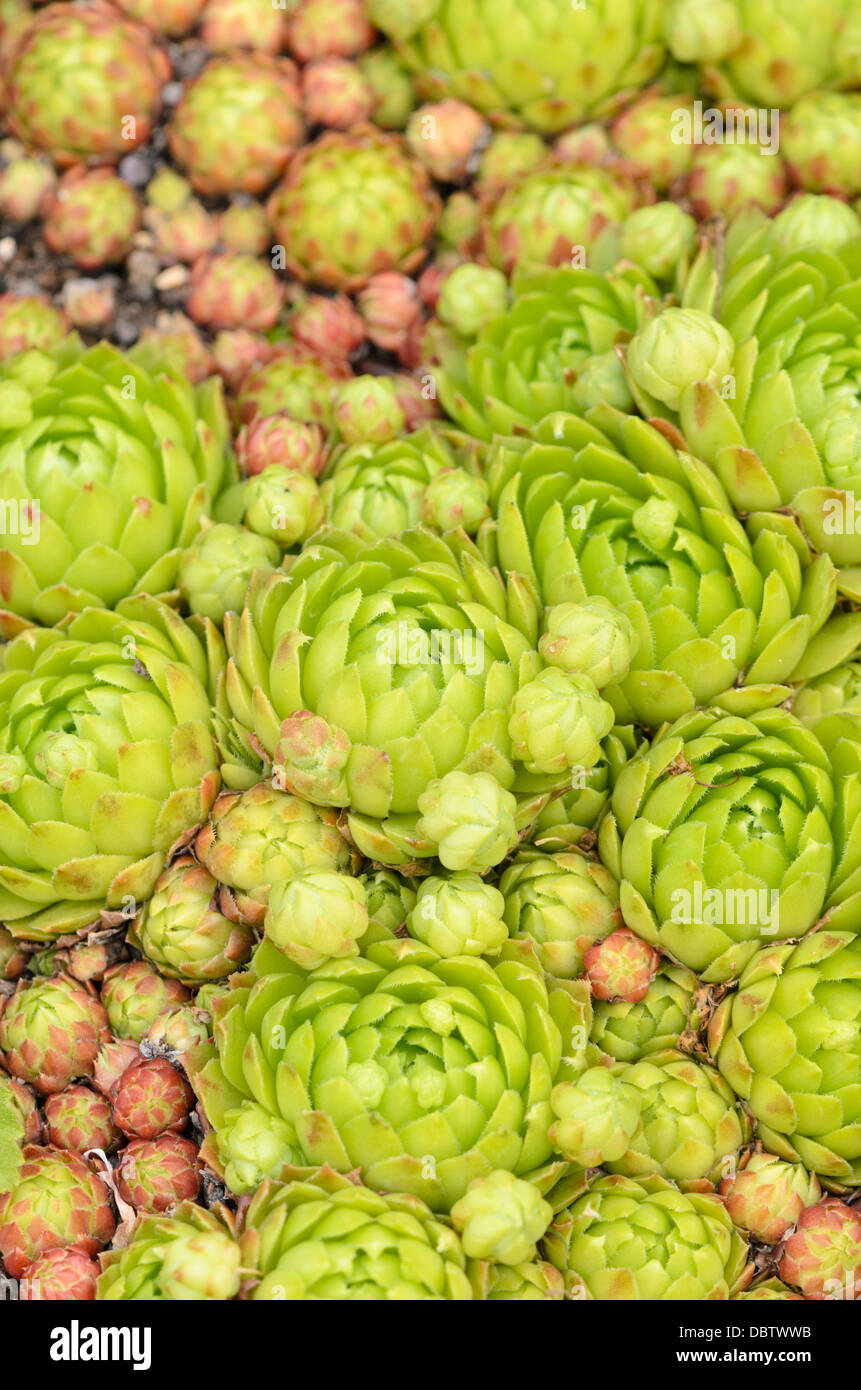 Sempervivum tectorum succulent hi-res stock photography and images - Alamy