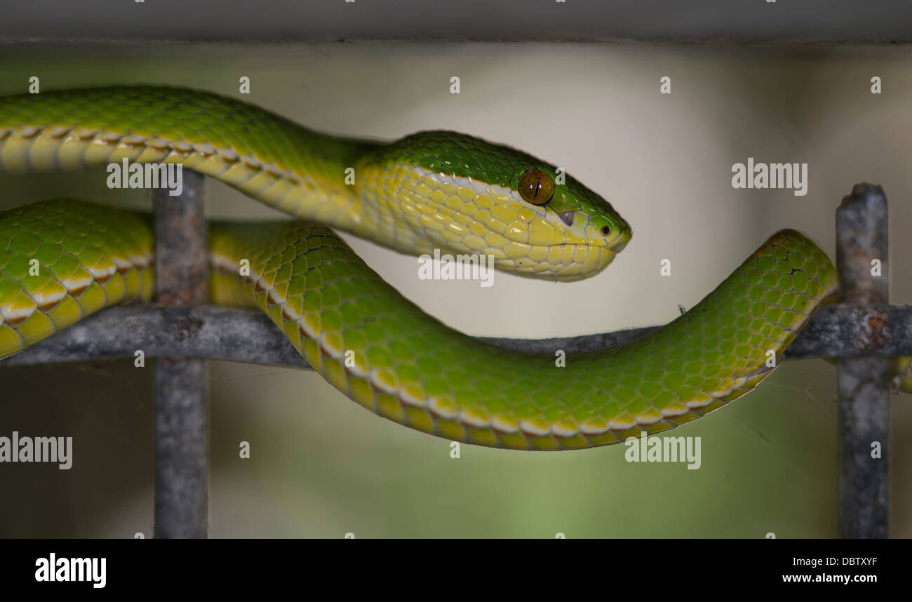 Bamboo snake hi-res stock photography and images - Alamy