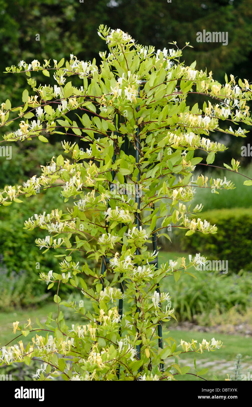 Common honeysuckle (Lonicera periclymenum 'Graham Thomas' Stock Photo ...