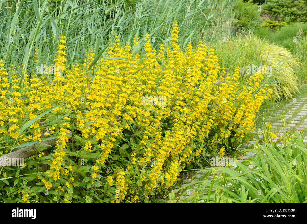Dotted plant hi-res stock photography and images - Alamy