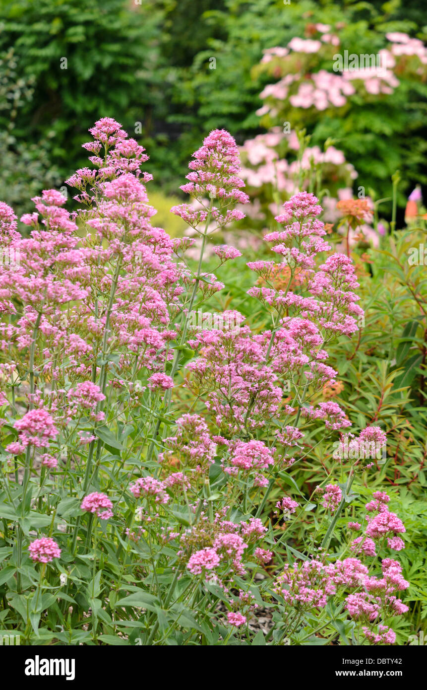 Red valerian (Centranthus ruber Stock Photo - Alamy