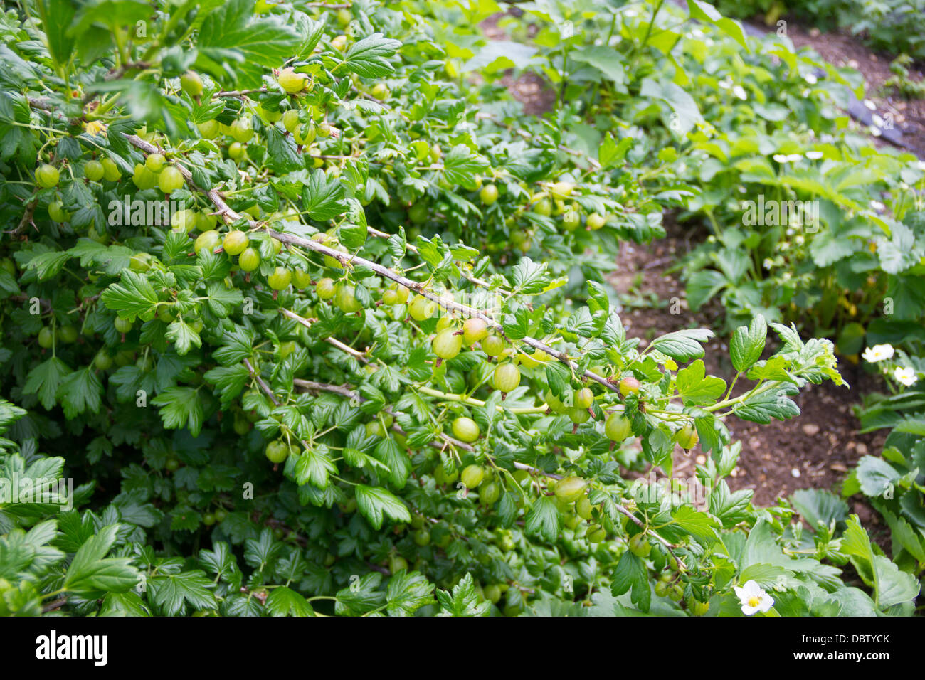Gooseberry bush hi-res stock photography and images - Alamy