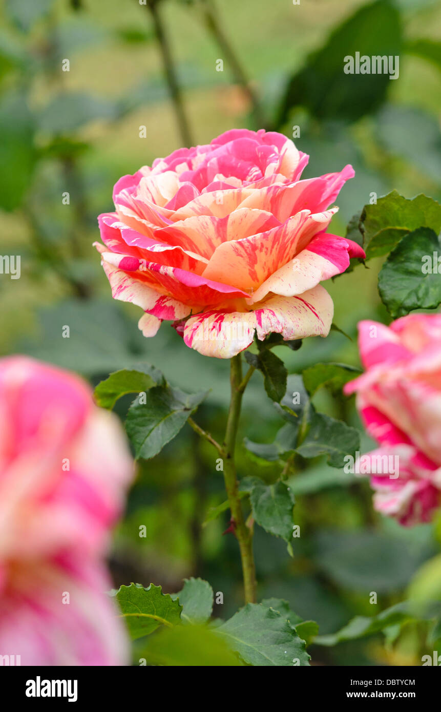 Floribunda rose hybrid hi-res stock photography and images - Alamy