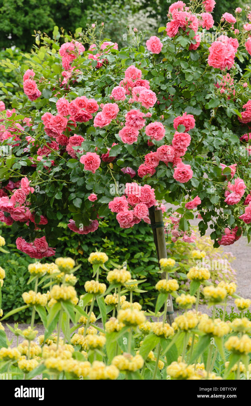 Rosa hi-res stock photography and images - Alamy