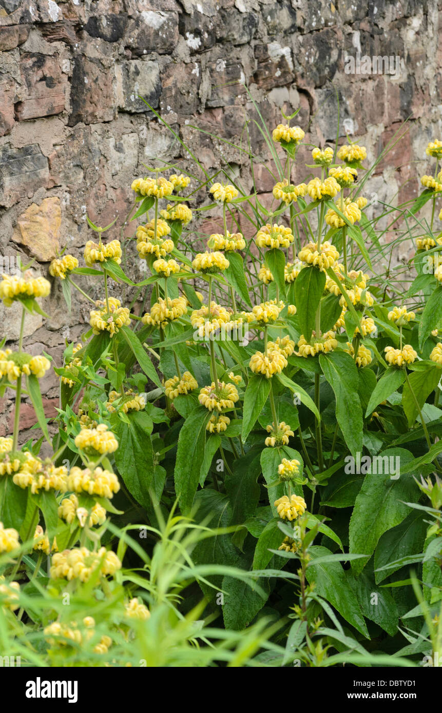Jerusalem sage (Phlomis Stock Photo - Alamy