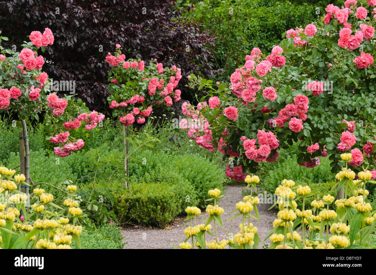 Rose (Rosa) and Jerusalem sage (Phlomis Stock Photo - Alamy