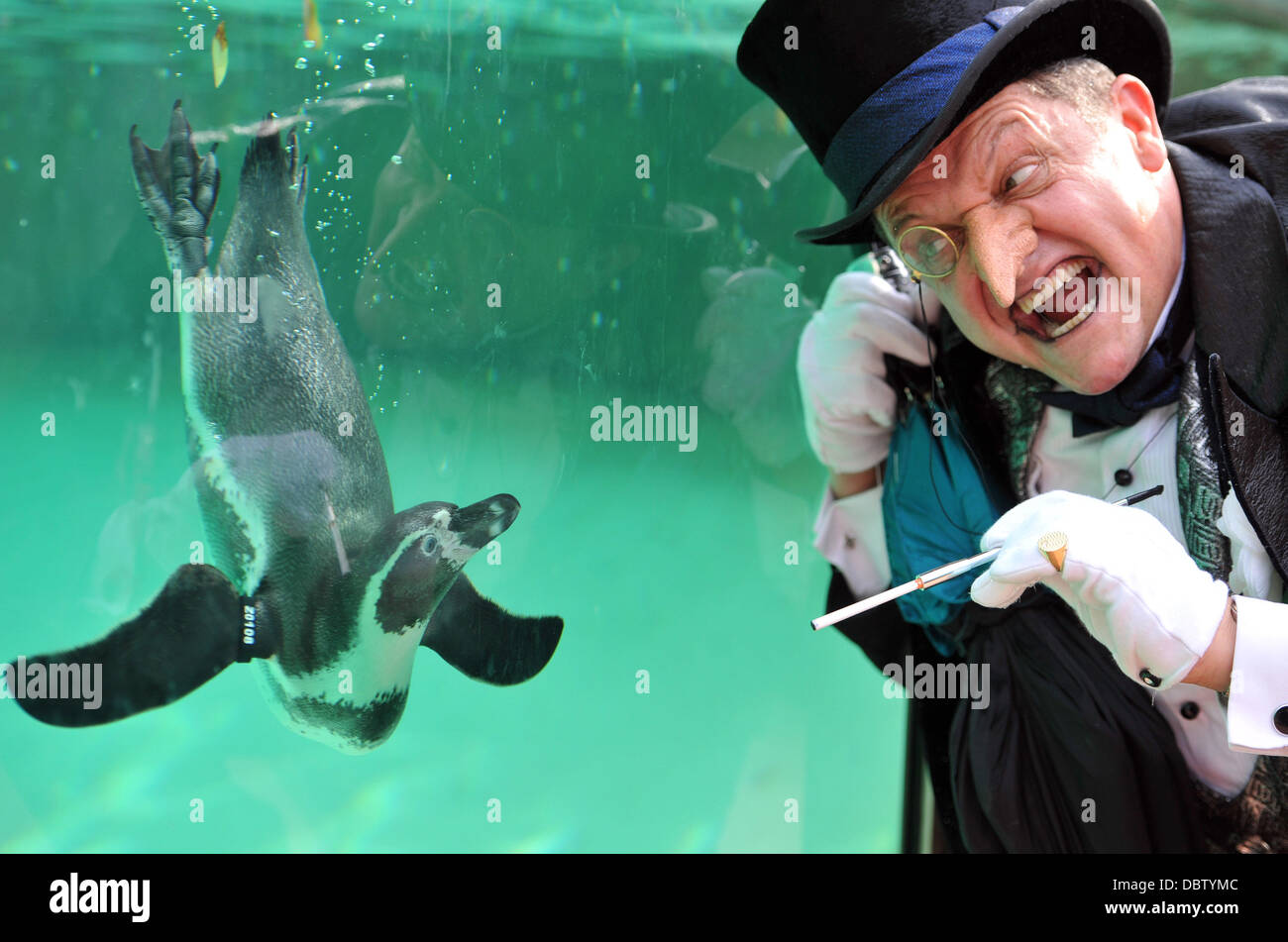 Real life penguins penguin from hi-res stock photography and images - Alamy