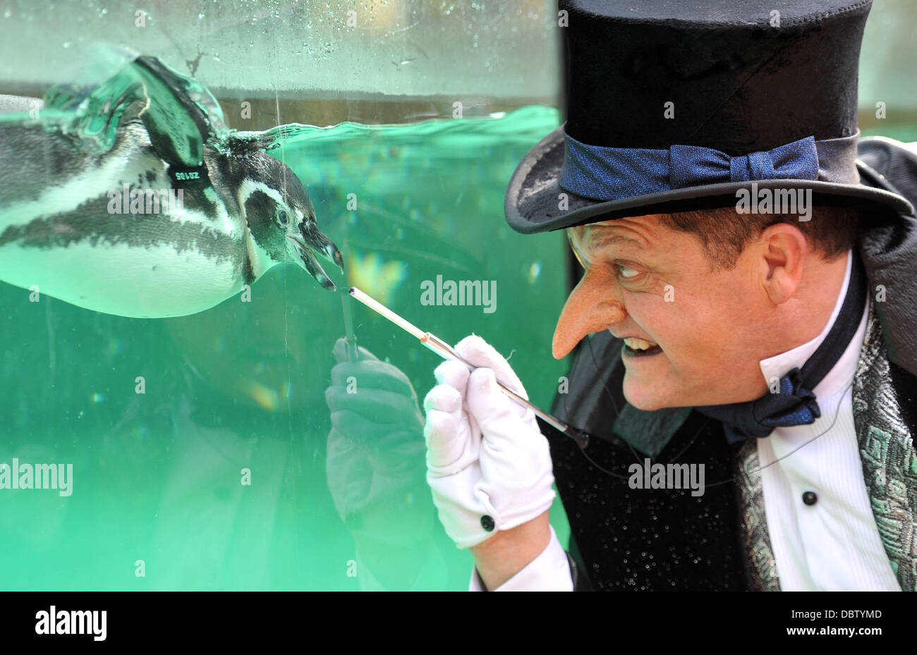 Real life penguins penguin from hi-res stock photography and images - Alamy