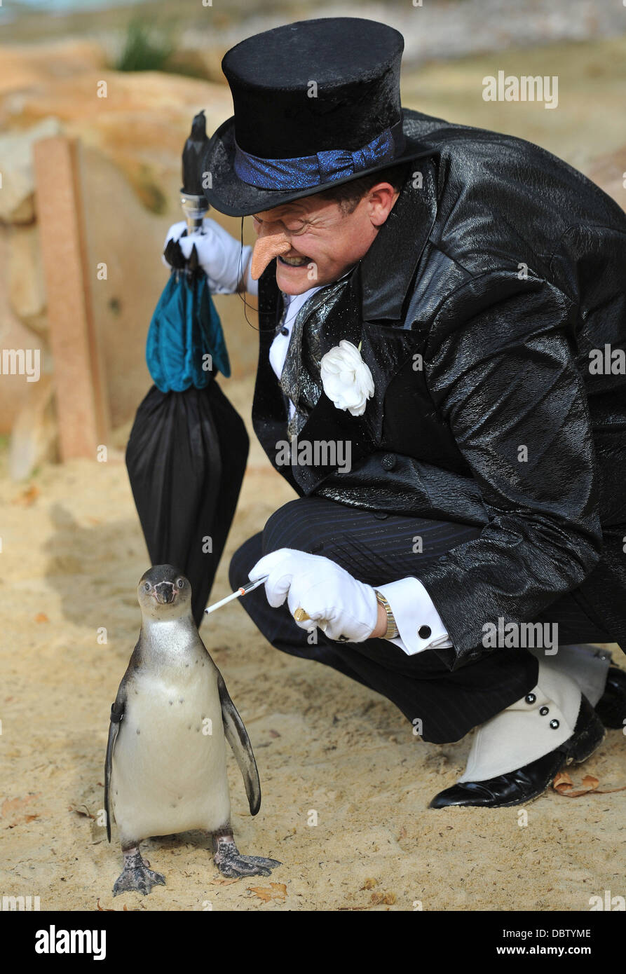 Real life penguins penguin from hi-res stock photography and images - Alamy