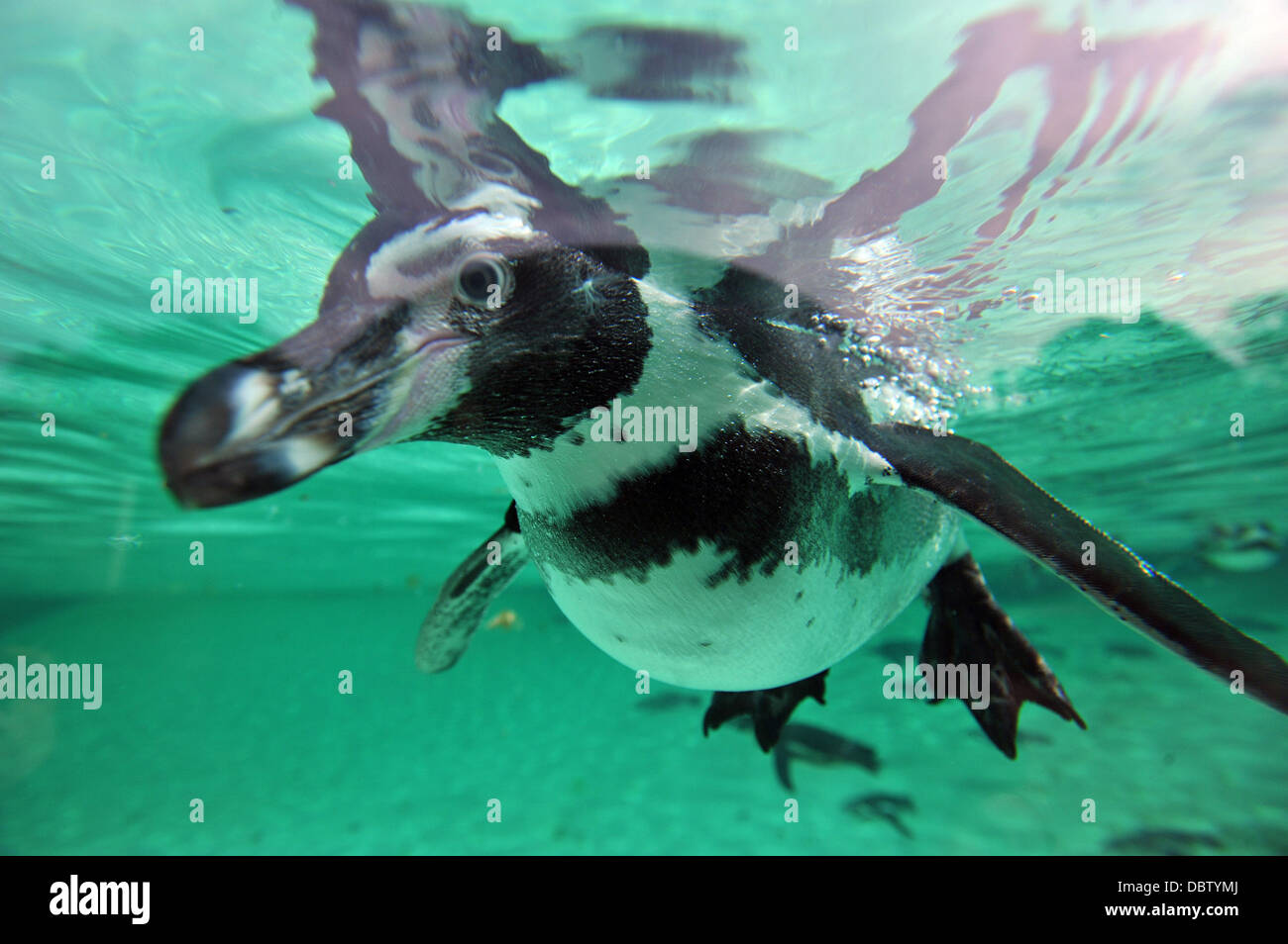 Real life penguins penguin from hi-res stock photography and images - Alamy