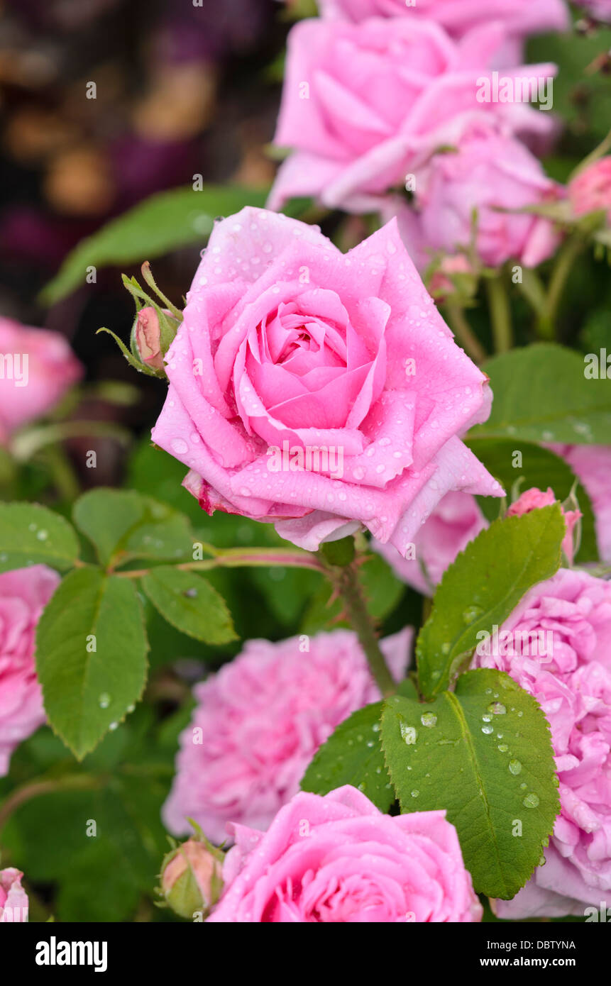 Rose (Rosa Mme Boll Stock Photo - Alamy