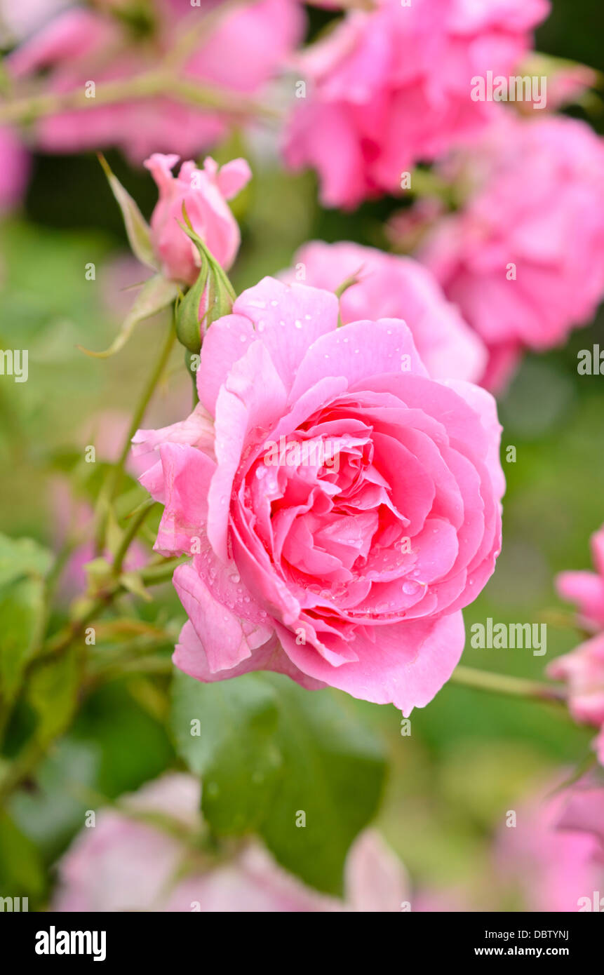 Climbing rose (Rosa Parade Stock Photo - Alamy