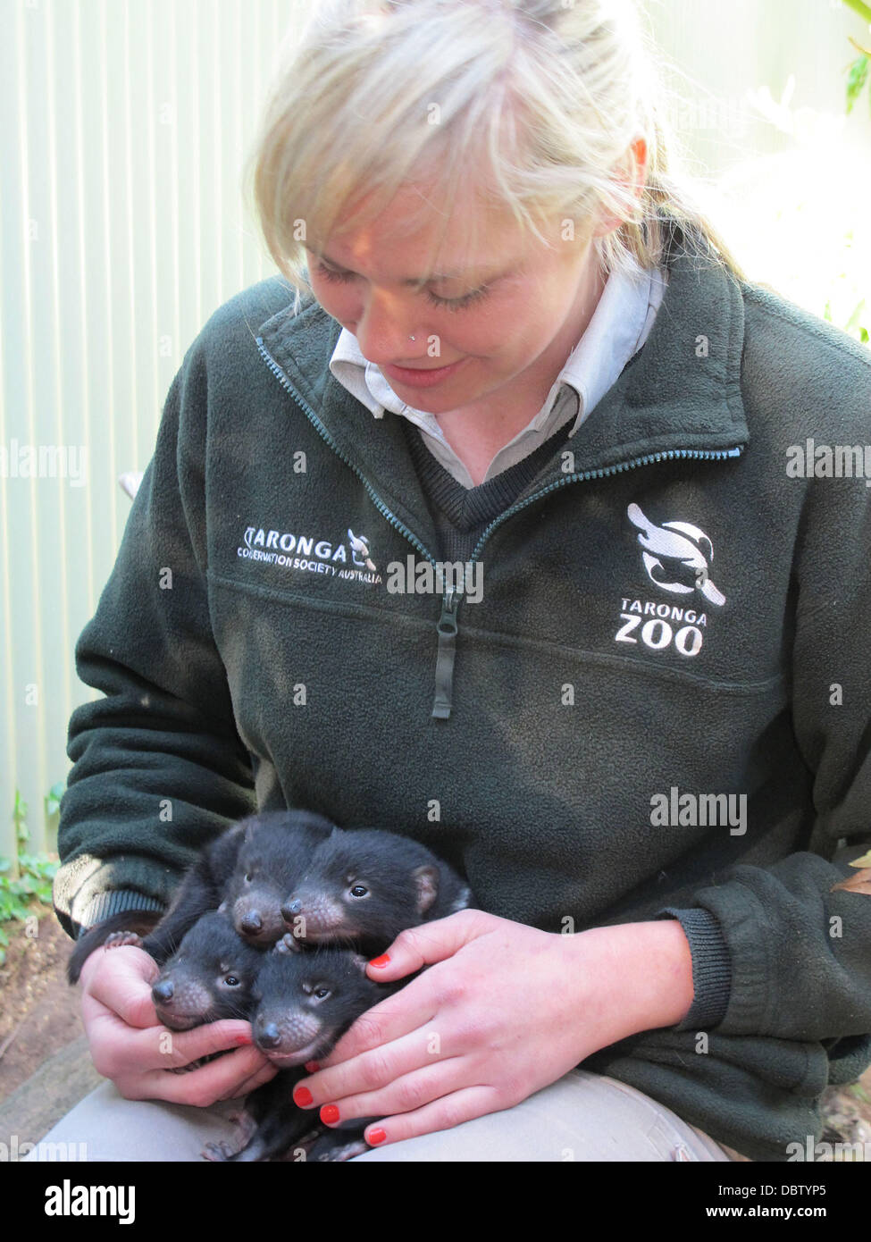 Taronga Welcomes Four Tasmanian Devil Joeys Taronga's Tasmanian Devil ...