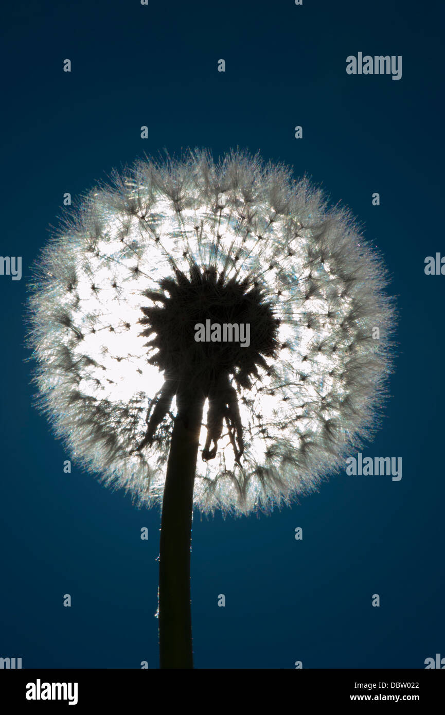 Dandelion seed head Stock Photo - Alamy