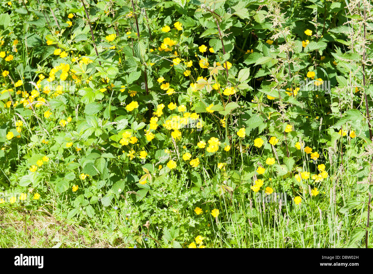 Northern buttercups hi-res stock photography and images - Alamy