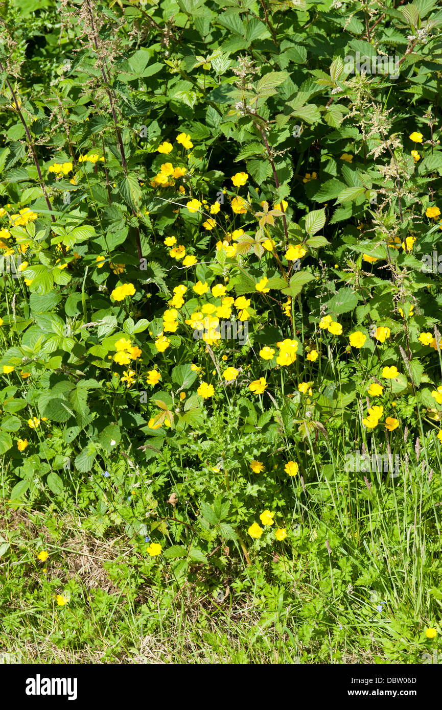 Northern buttercups hi-res stock photography and images - Alamy
