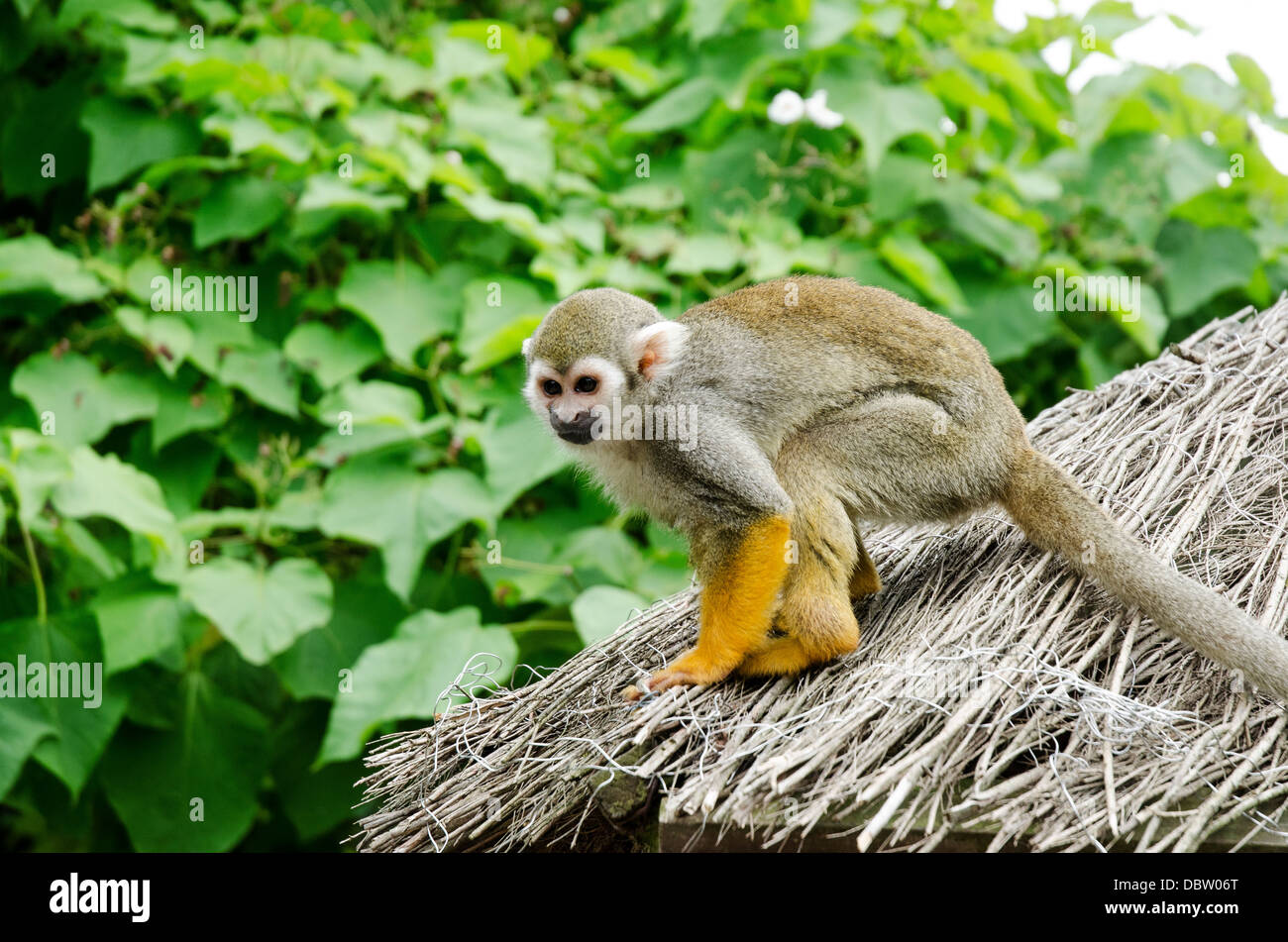 Sapajou capuchin hi-res stock photography and images - Alamy