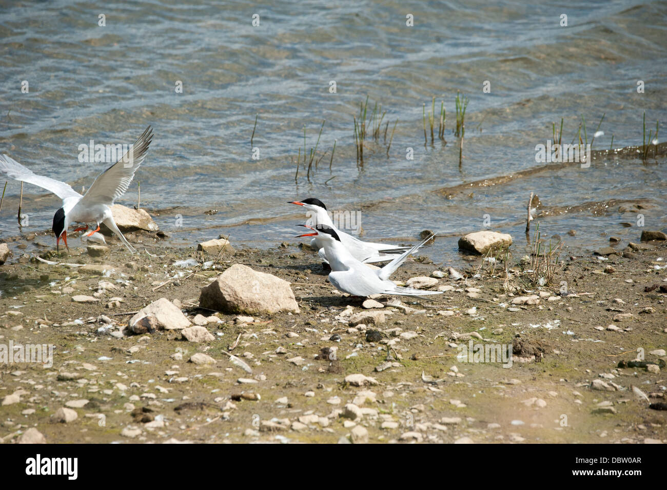Tern images hi-res stock photography and images - Alamy