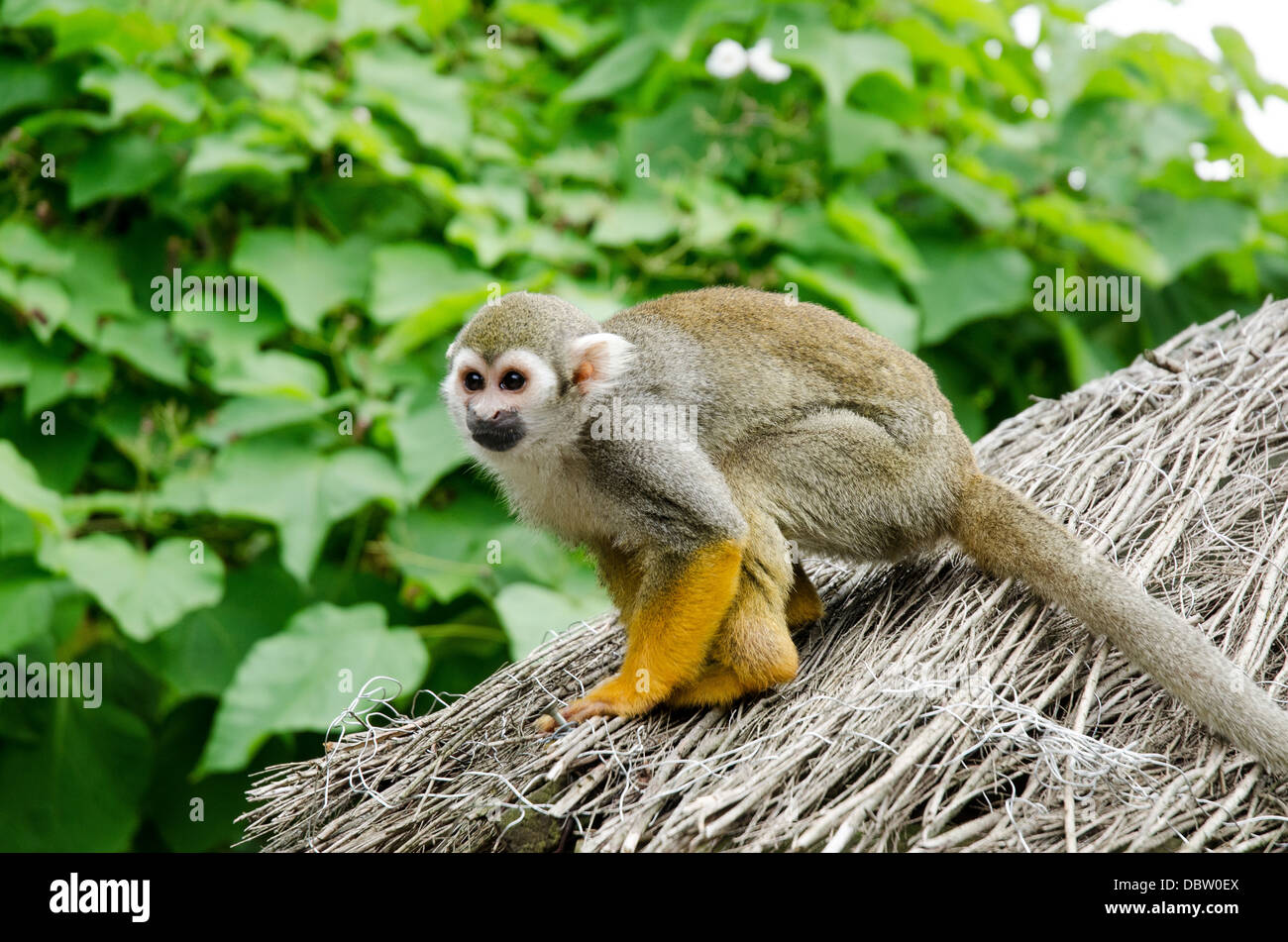 Sapajou capuchin hi-res stock photography and images - Alamy