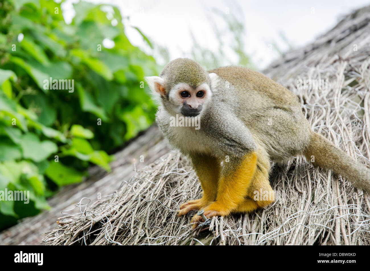 Sapajou capuchin hi-res stock photography and images - Alamy