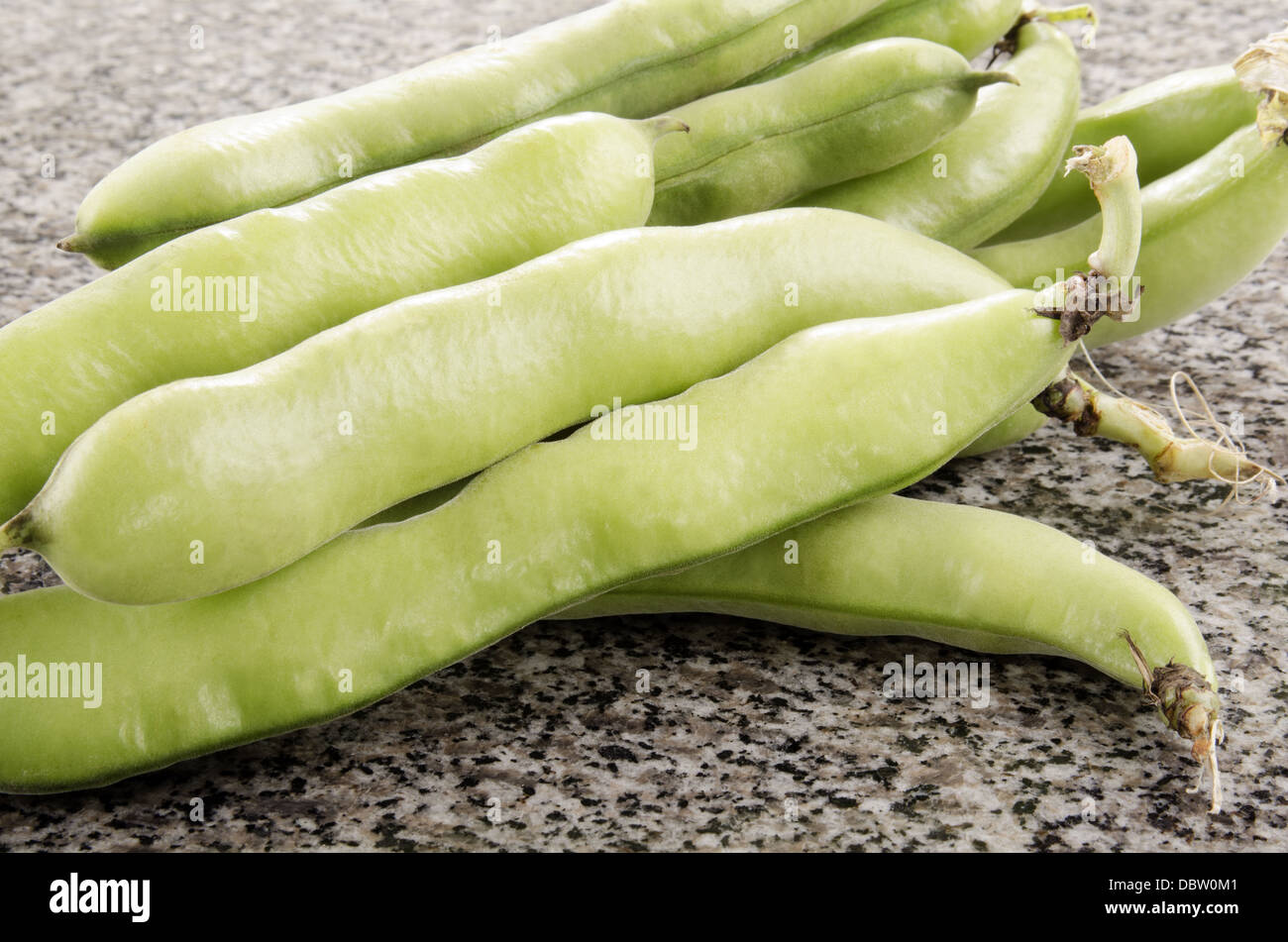 organic broad beans fresh from the garden Stock Photo - Alamy