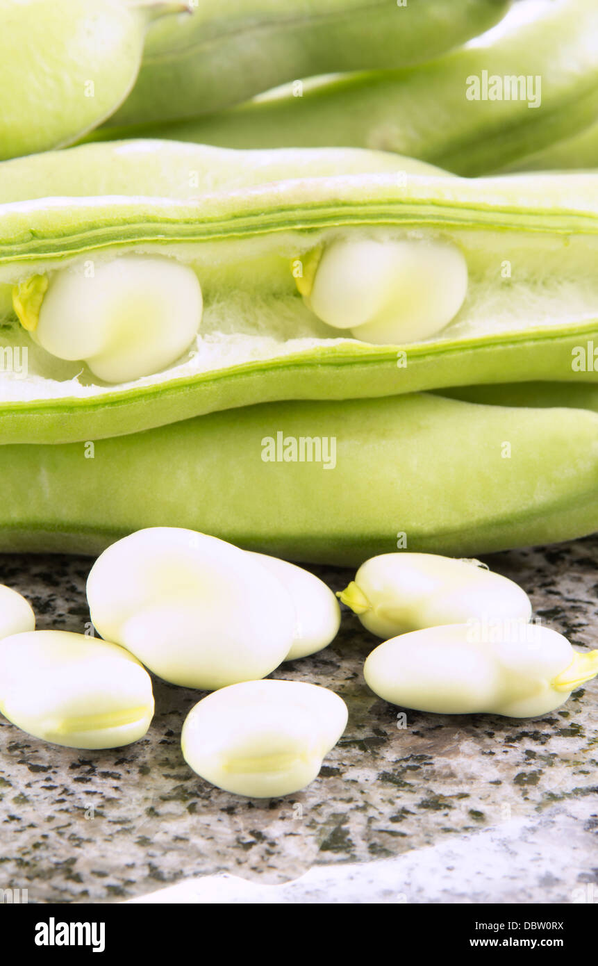 organic broad beans fresh from the garden Stock Photo - Alamy