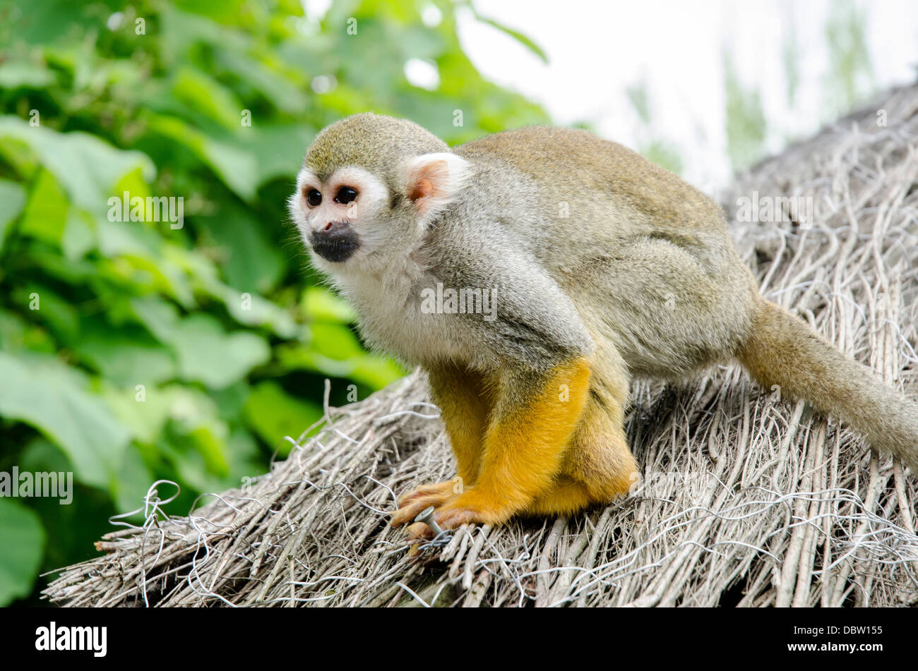 Sapajou capuchin hi-res stock photography and images - Alamy