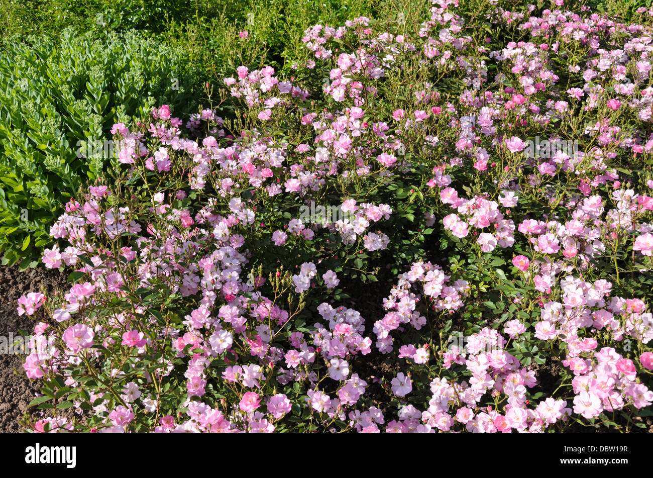 Ground cover rose (Rosa Lavender Dream Stock Photo - Alamy