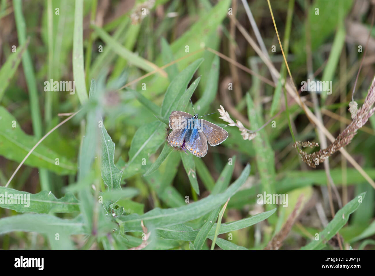 Common Blue Butterfly Stock Photo - Alamy