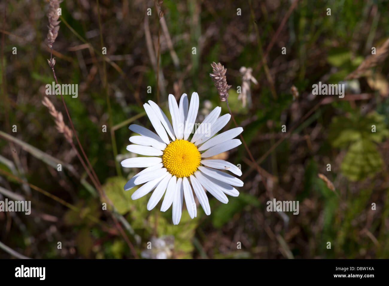 Mayweed plants hi-res stock photography and images - Alamy
