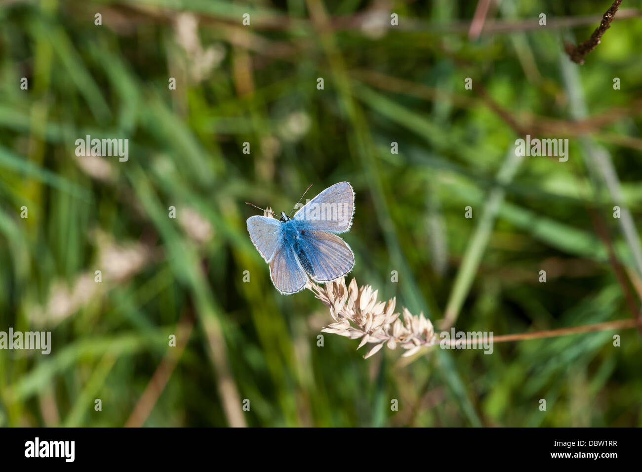 Common Blue Butterfly Stock Photo - Alamy