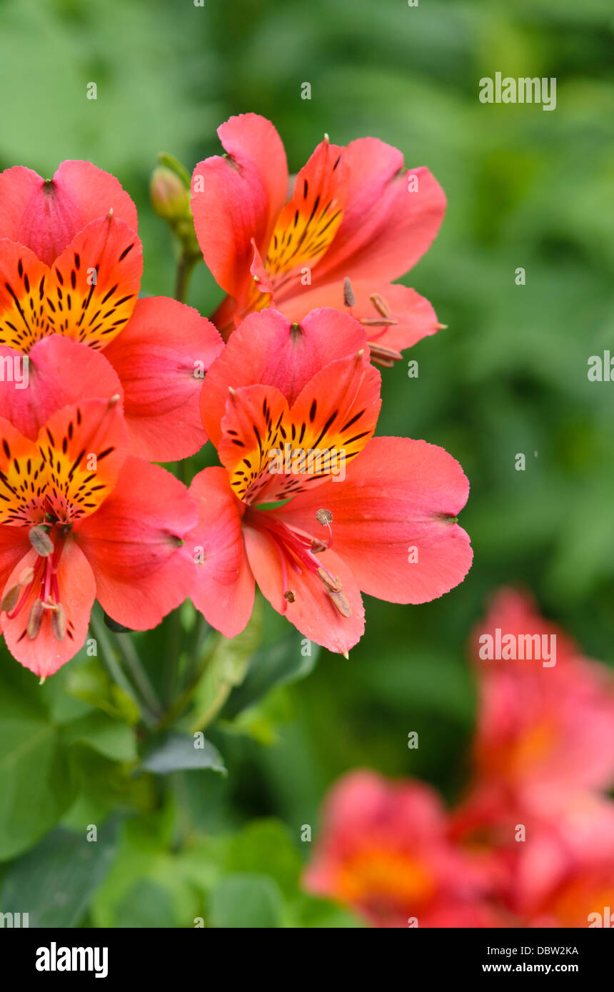 Peruvian lily (Alstroemeria Mars Stock Photo - Alamy