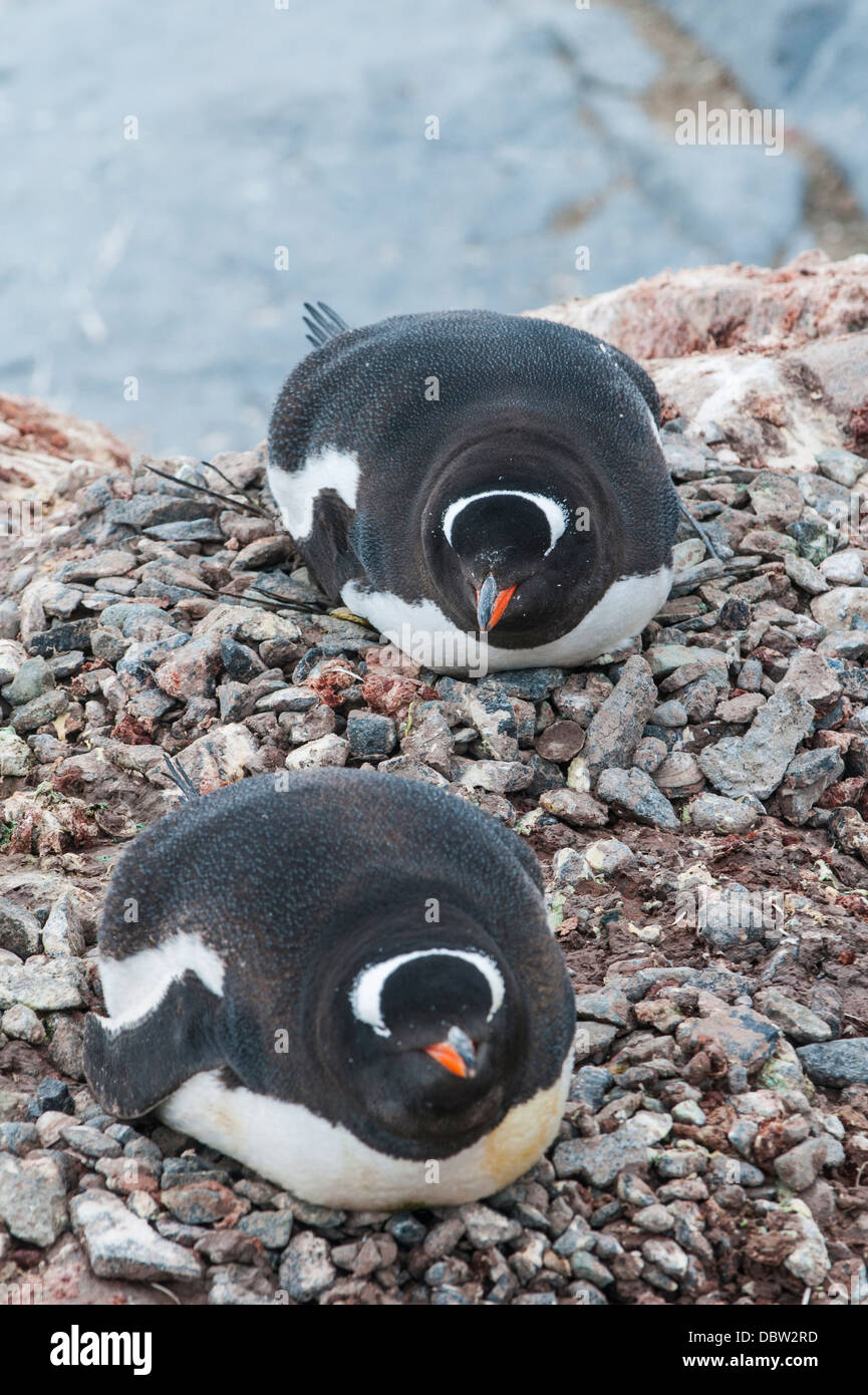 Adelie penguins (Pygoscelis adeliae), Port Lockroy research station ...
