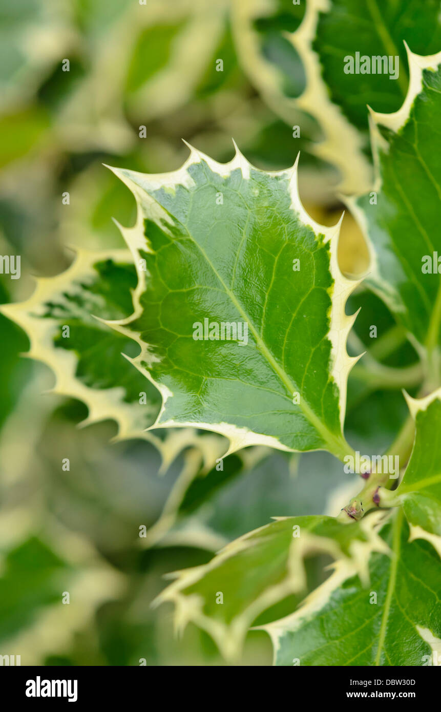 Variegated holly ilex aquifolium hi-res stock photography and images ...