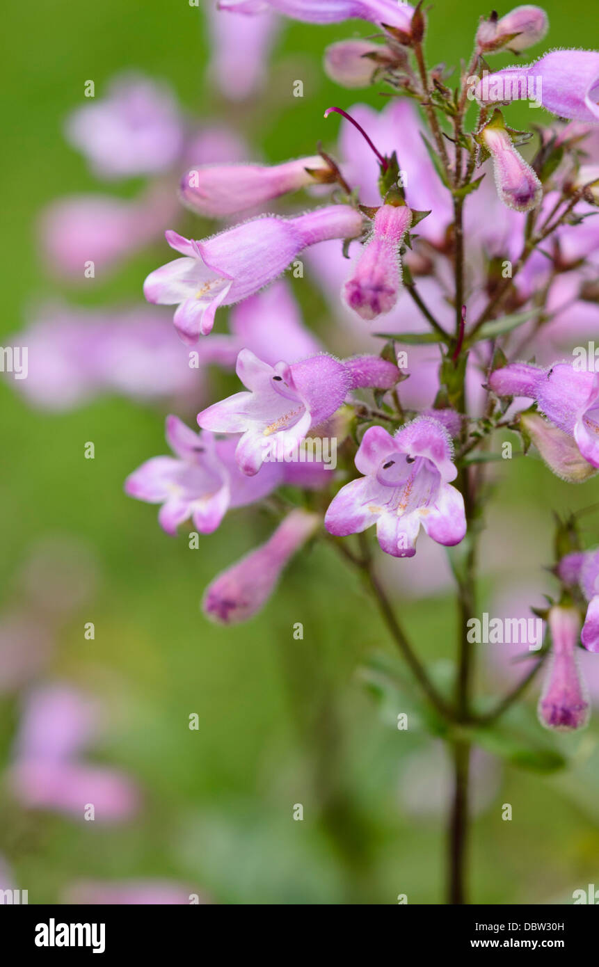 Eastern smooth beard tongue (Penstemon laevigatus Stock Photo - Alamy