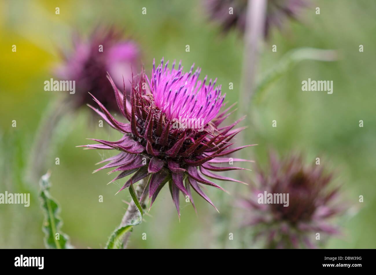 Musk thistle (Carduus nutans Stock Photo - Alamy