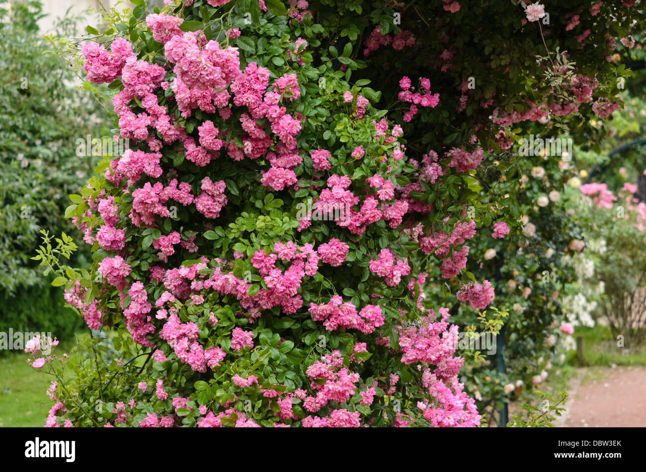 Panthere hi-res stock photography and images - Alamy
