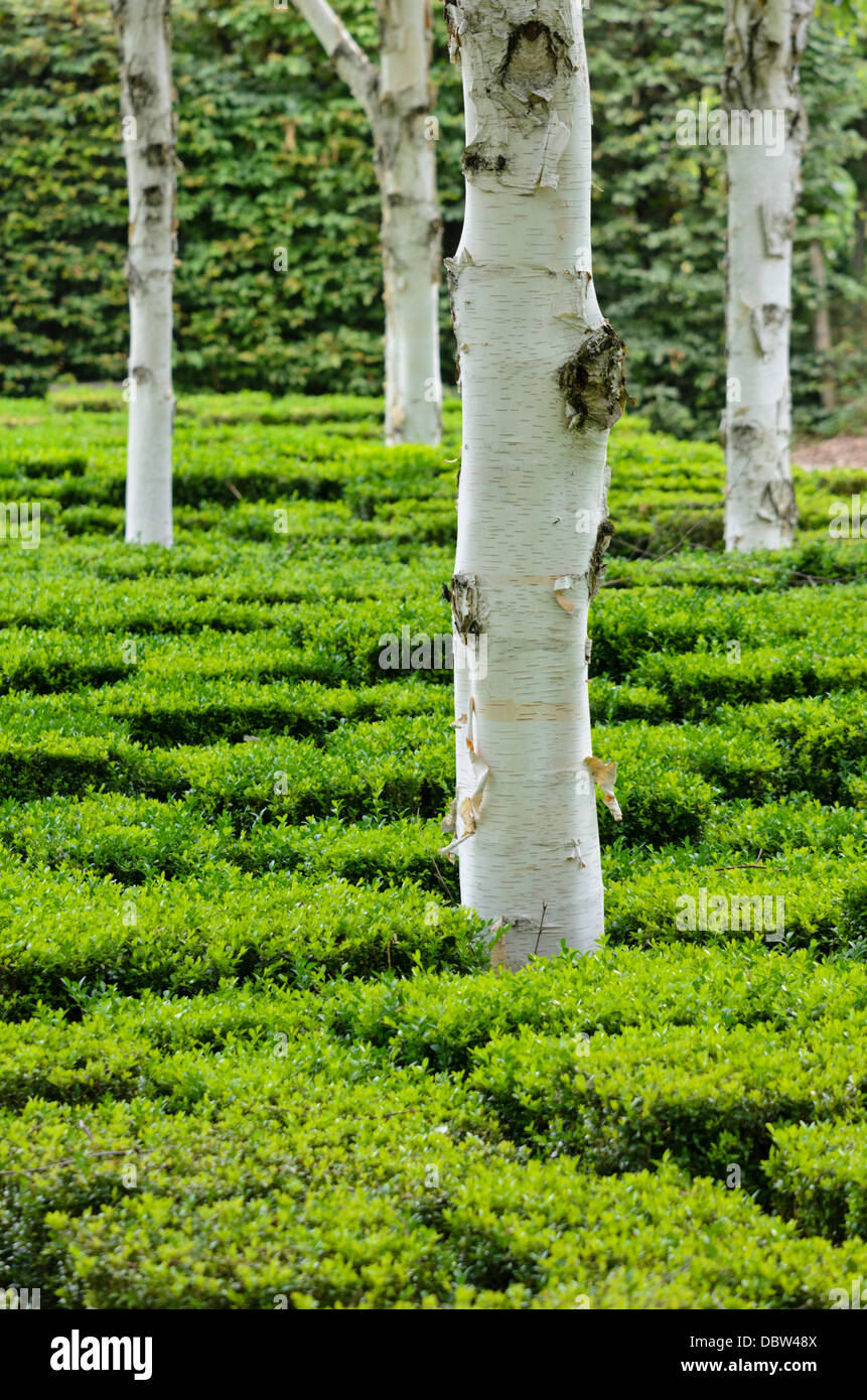 Plants betula hi-res stock photography and images - Alamy