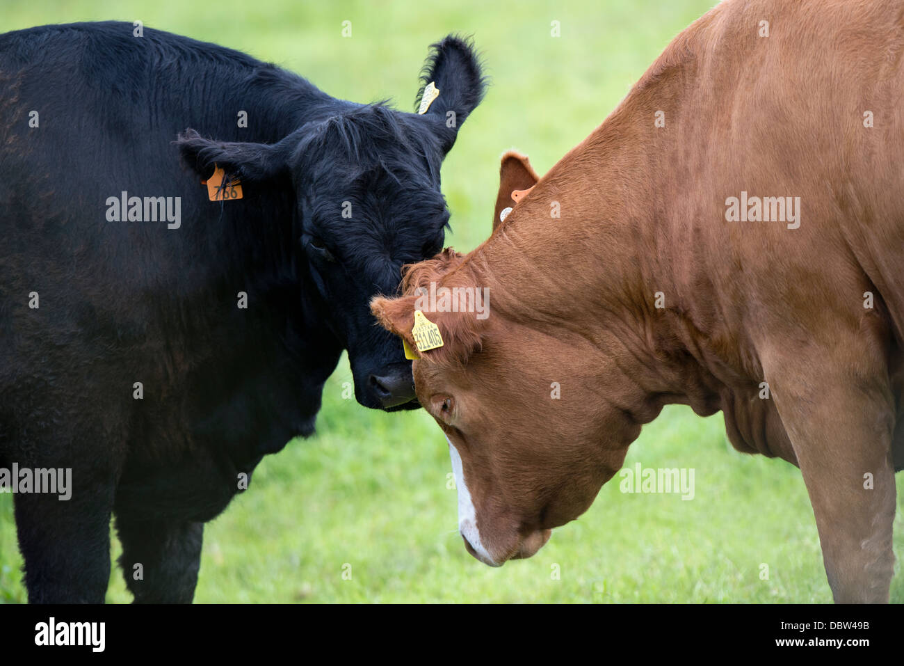 Two Cows in a field, having a moment of affection. Dumfries and ...