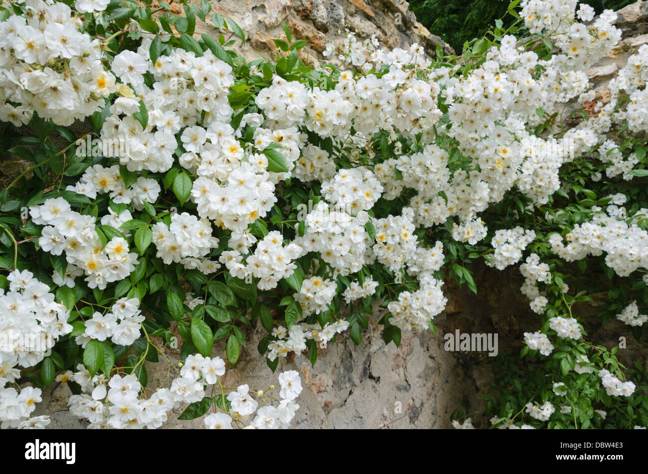 Rosa rambler hi-res stock photography and images - Alamy