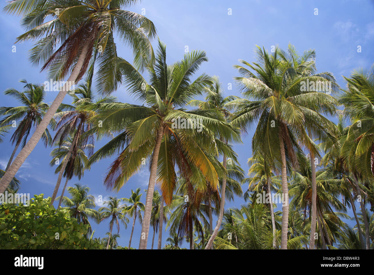 Banana Rock, Sai Nuan Beach, Koh Tao, Thailand Stock Photo - Alamy