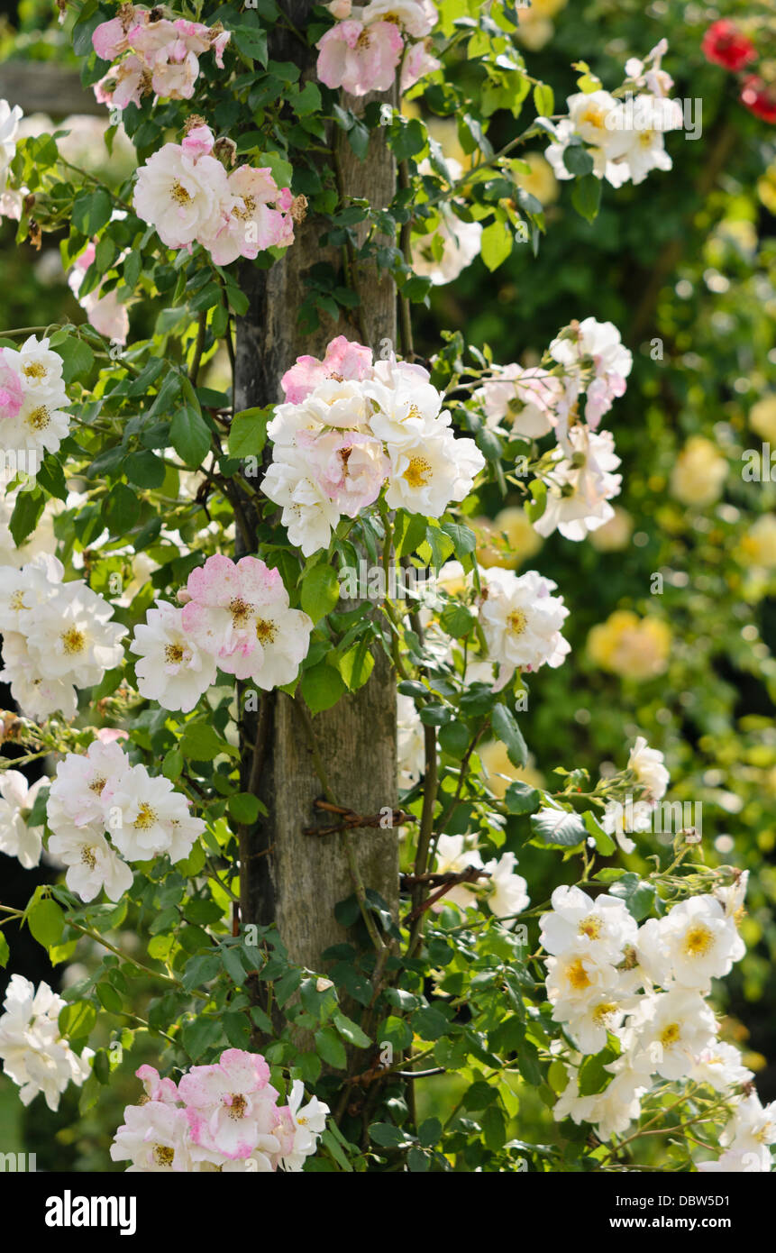 Climbing rose (Rosa Mountain Snow Stock Photo - Alamy