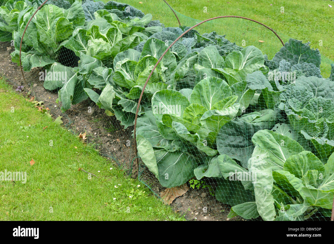 Cabbage (Brassica oleracea) with bird net Stock Photo - Alamy