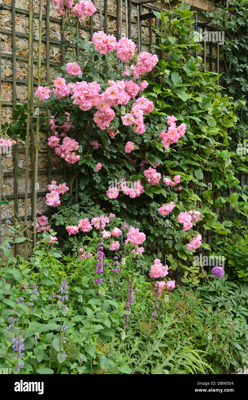 Manita rose hi-res stock photography and images - Alamy