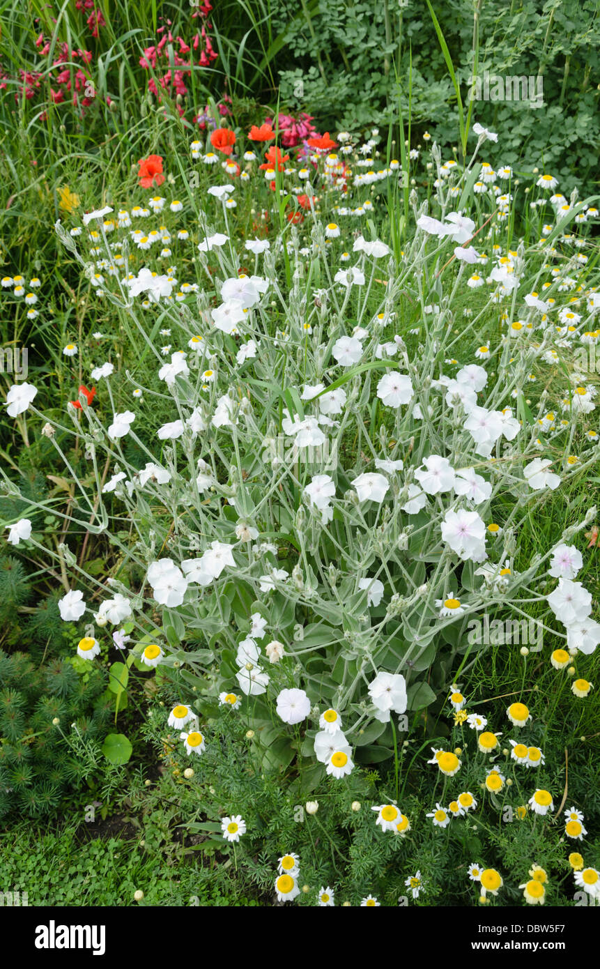 Crown pink (Lychnis coronaria 'Alba' syn. Silene coronaria 'Alba' Stock ...