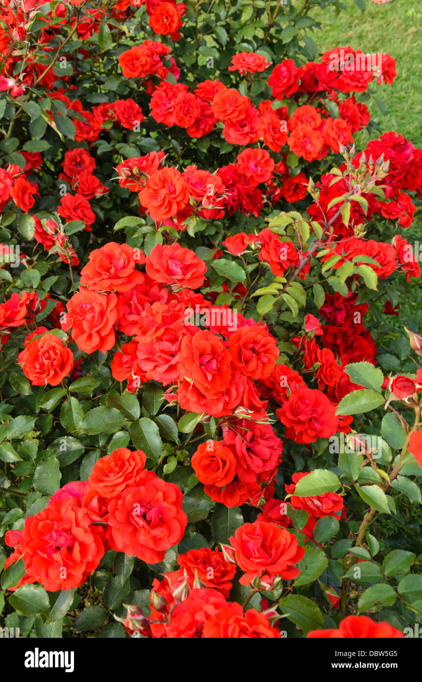 Shrub rose (Rosa Brillant Korsar Stock Photo - Alamy