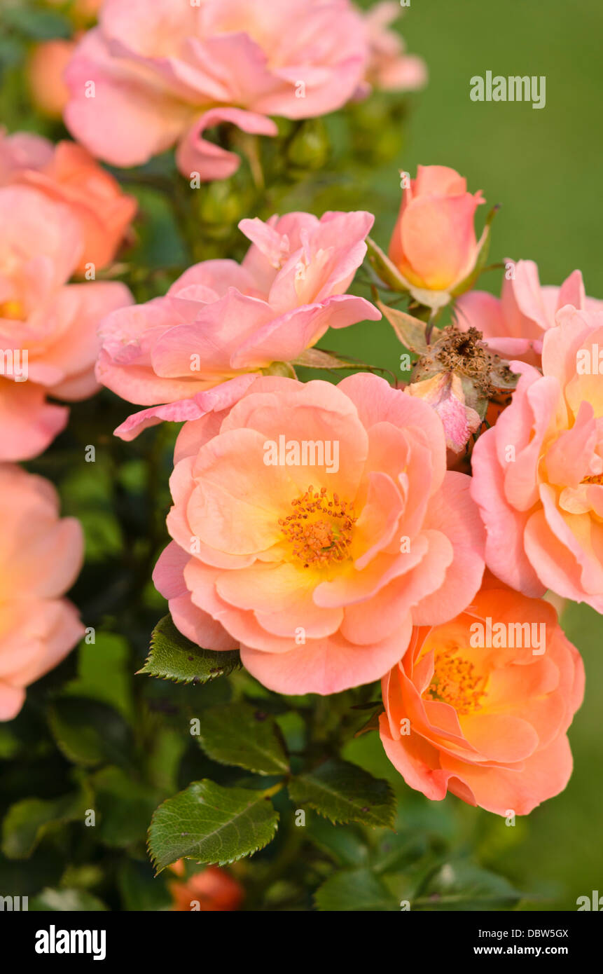 Rose (Rosa Rift Stock Photo - Alamy