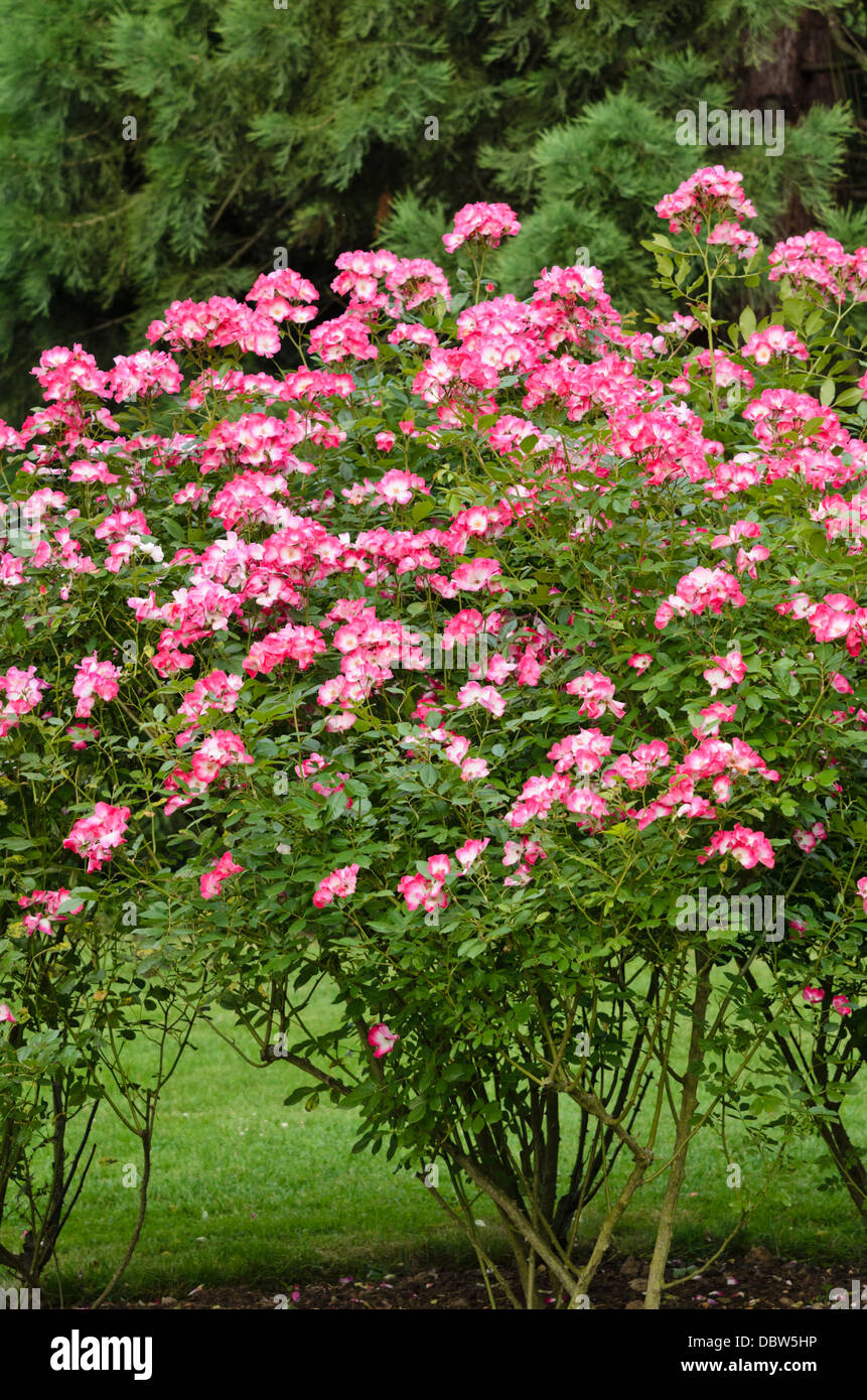 Shrub rose (Rosa Bukavu Stock Photo - Alamy
