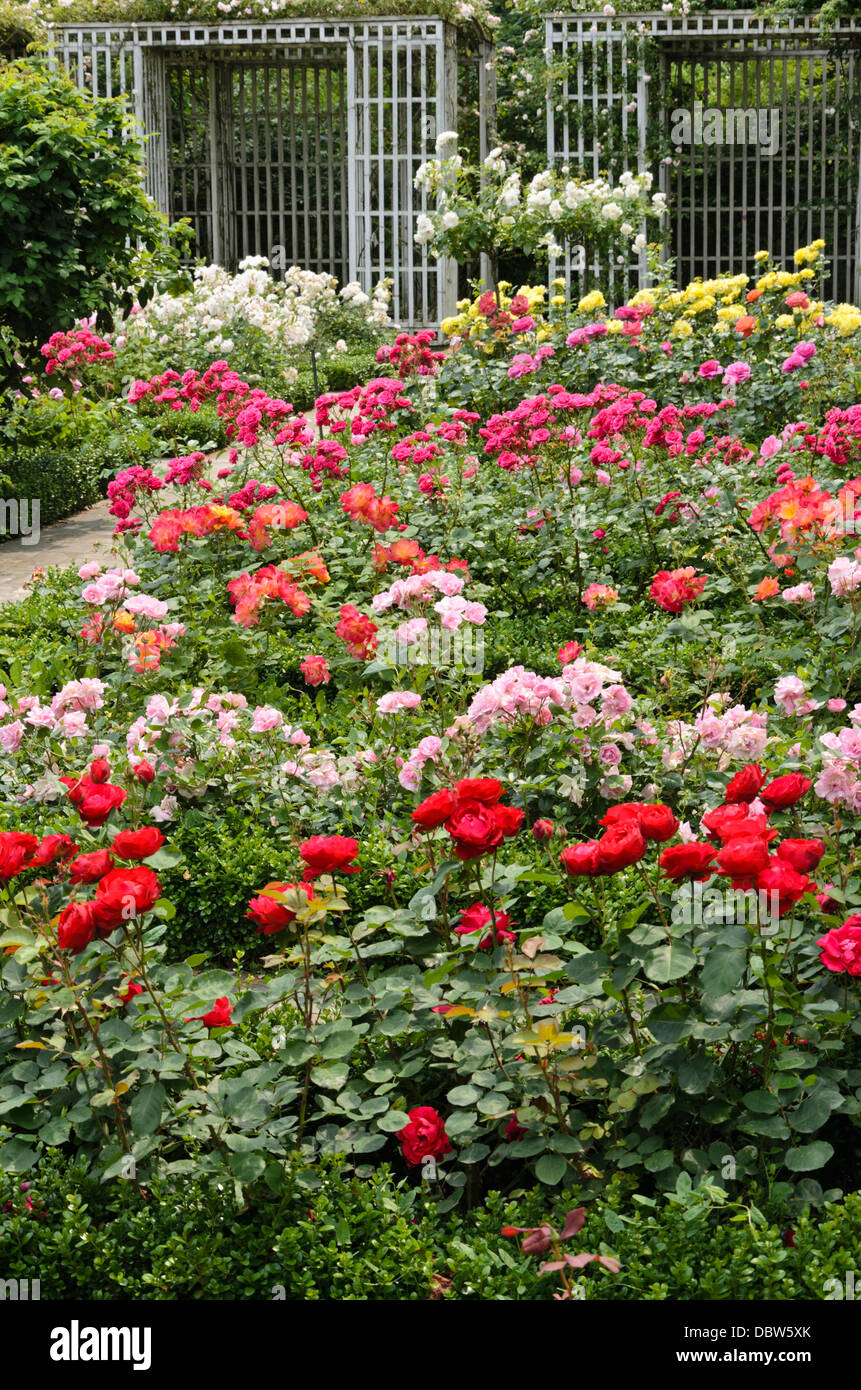 Pink and red garden flower hi-res stock photography and images - Alamy